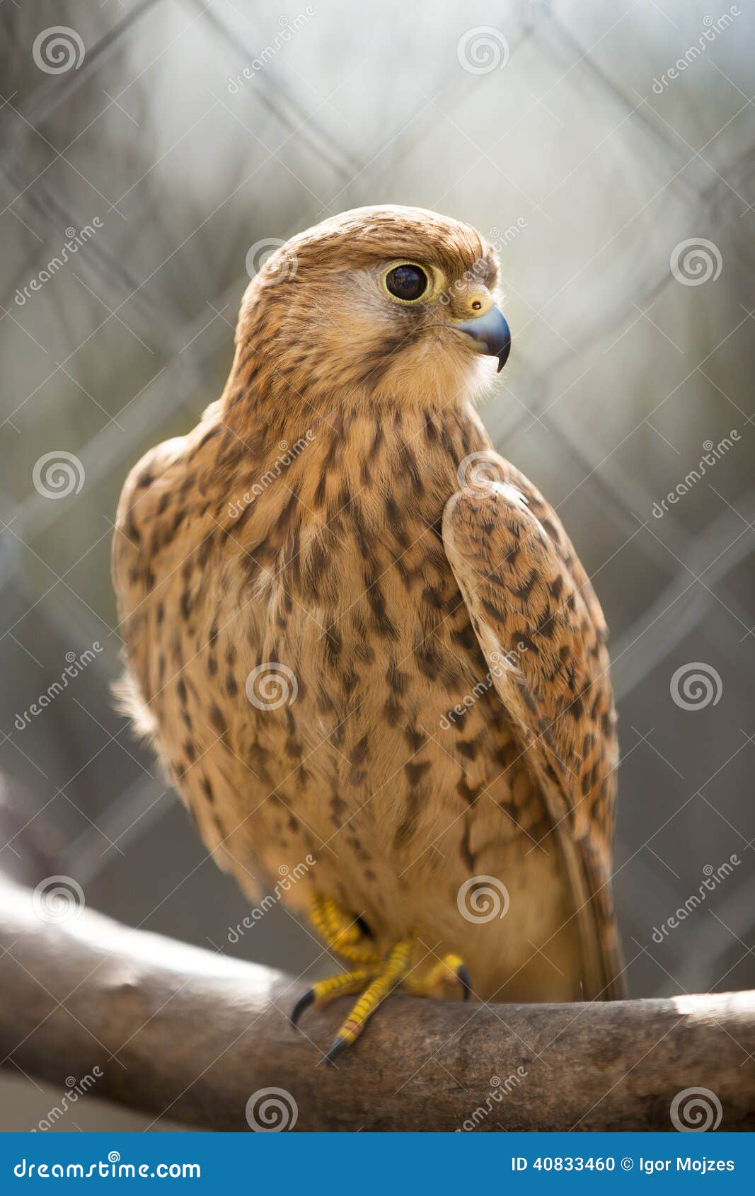 Falke stockfoto. Bild von vogelkunde, braun, feder, grau - 40833460