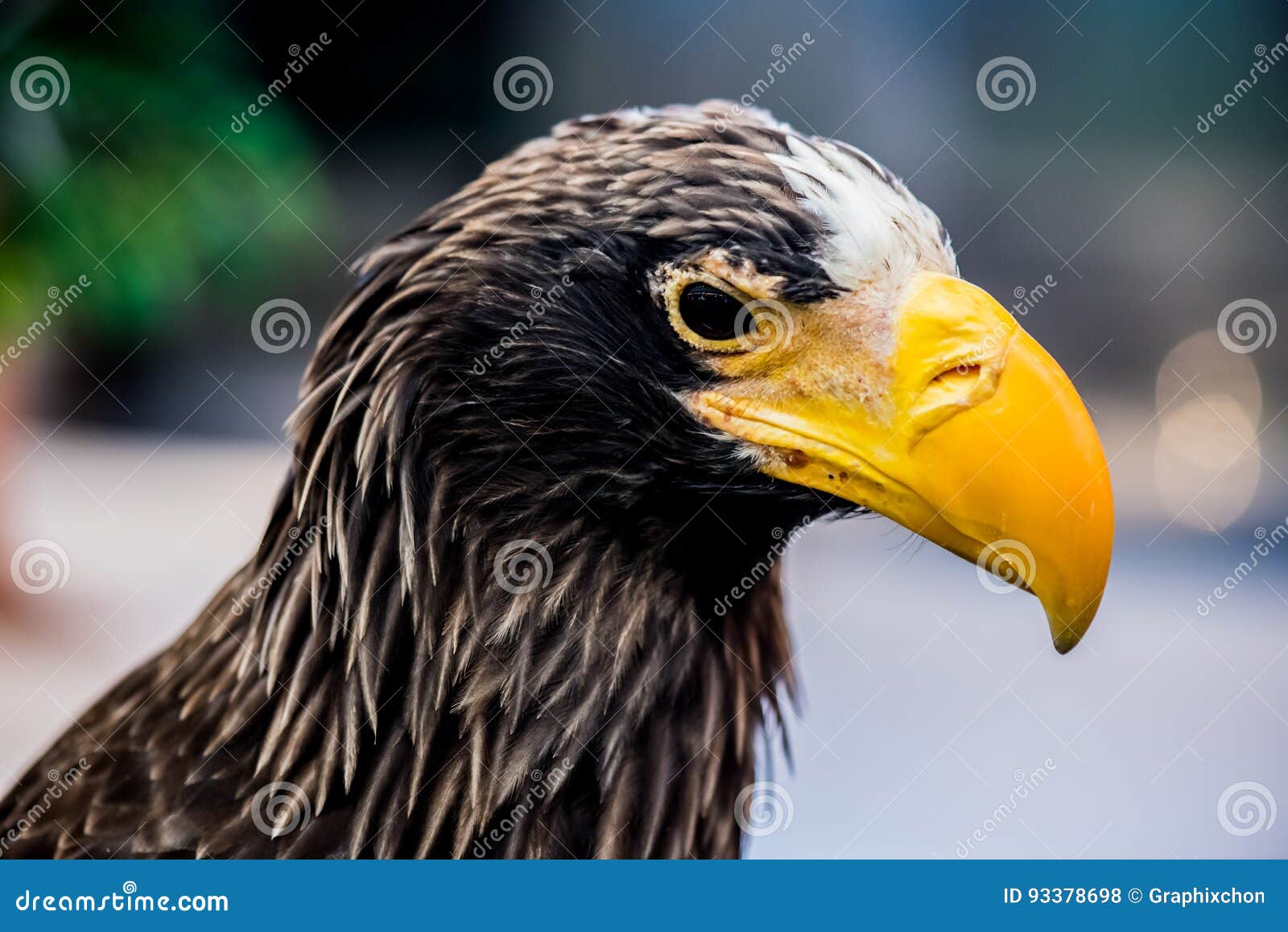 Falke stockfoto. Bild von tier, betrieb, frech, tropisch - 93378698