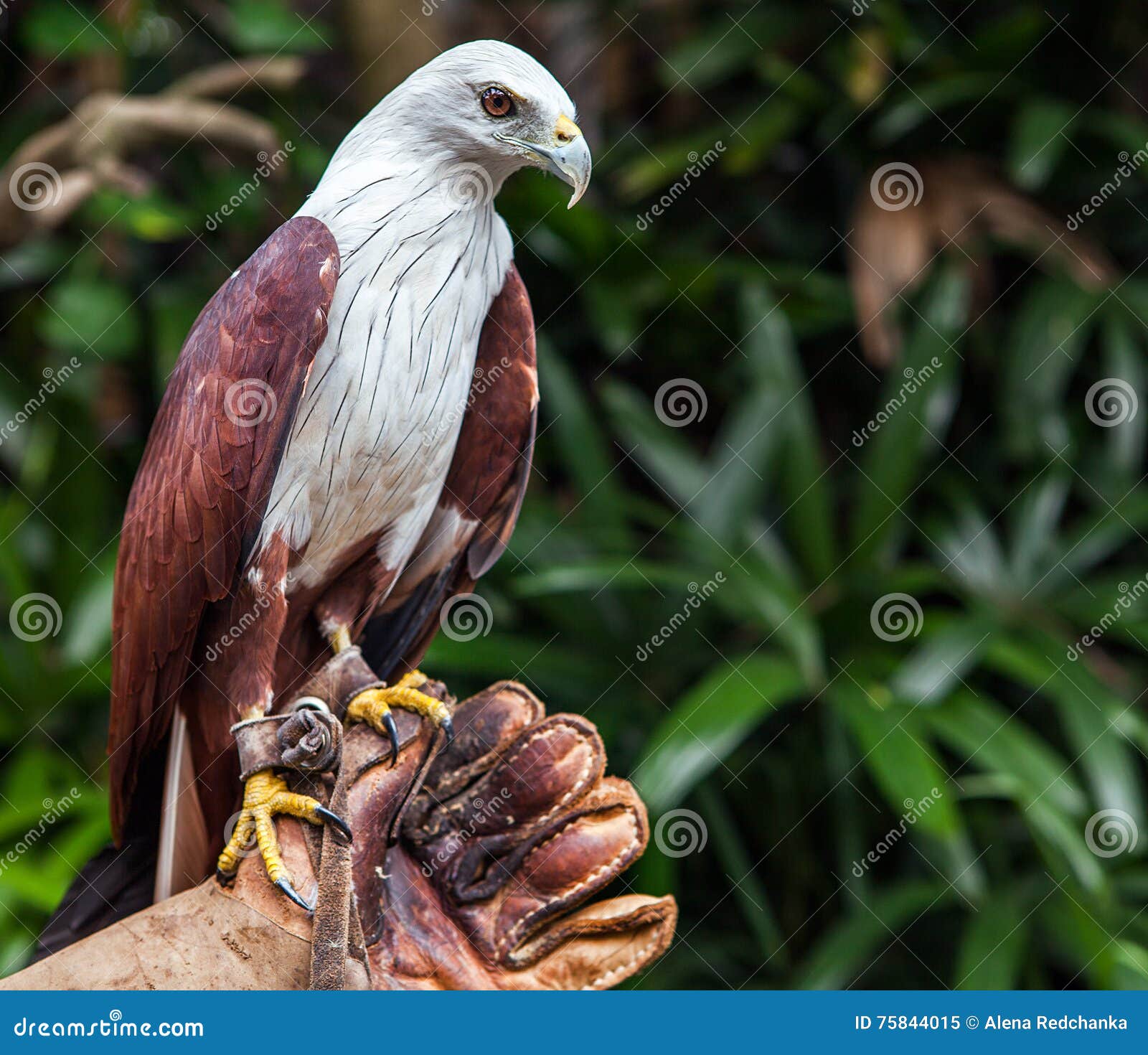 Falke, Der Auf Behandschuhter Hand Des Lenkers Sitzt Stockbild - Bild ...