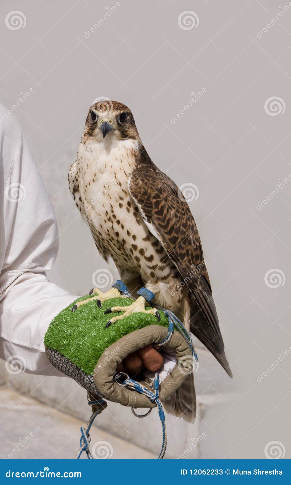 Falke Display_Arabian Falke Stockbild - Bild von brüter, flugwesen ...