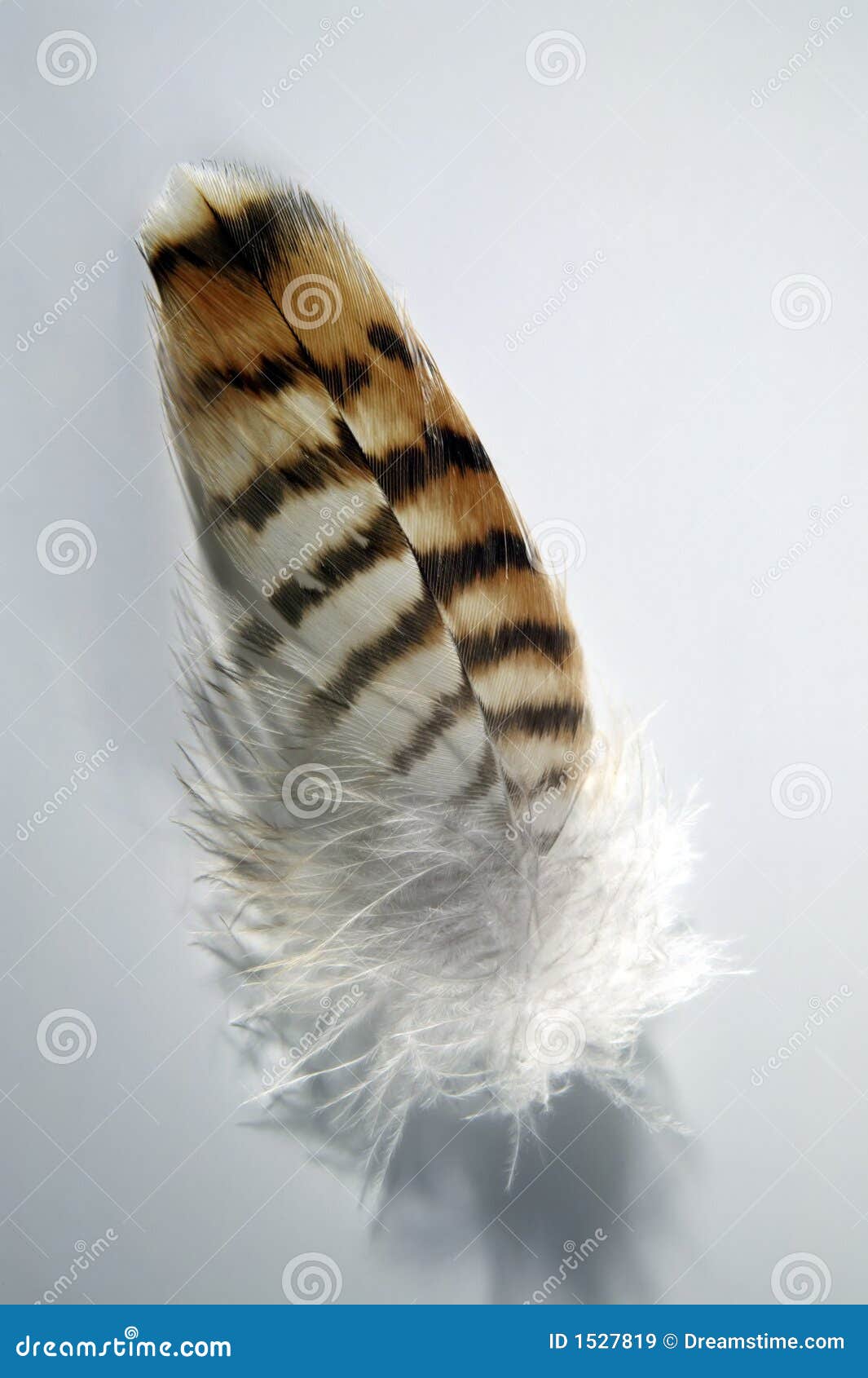 Falke-Feder stockbild. Bild von falke, feder, farbe, unten - 1527819