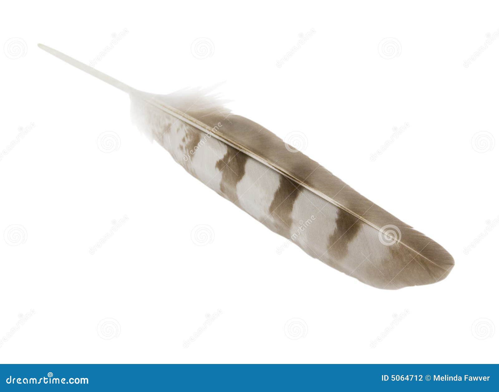 Falke-Flügel-Feder stockfoto. Bild von feder, getrennt - 5064712