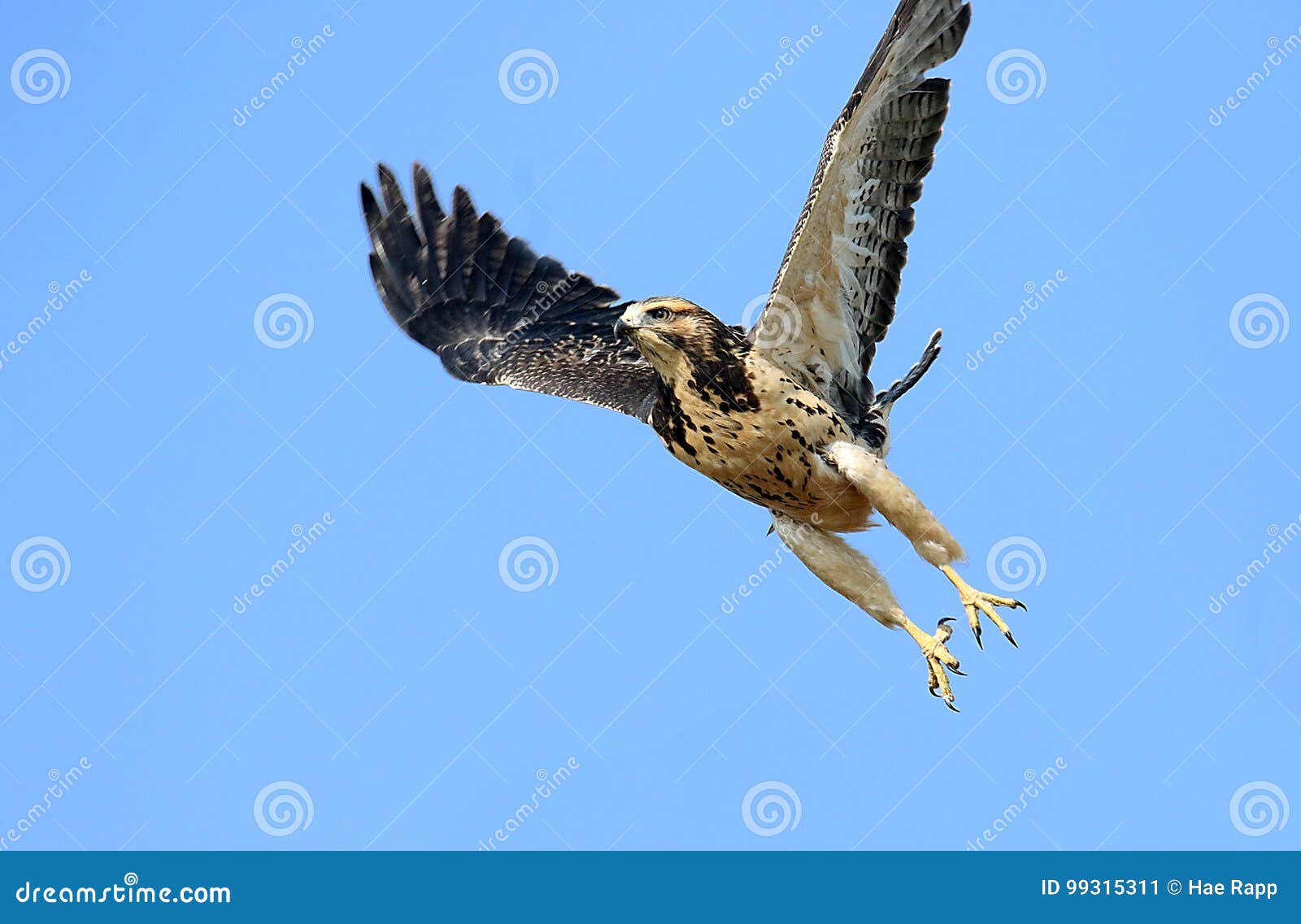 Falke im Flug stockbild. Bild von flug, flugwesen, wildnis - 99315311