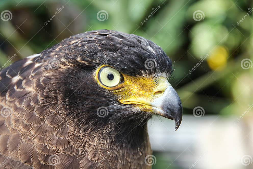 Falke Oder Adler, Nahaufnahme Stockbild - Bild von falke, hintergrund ...