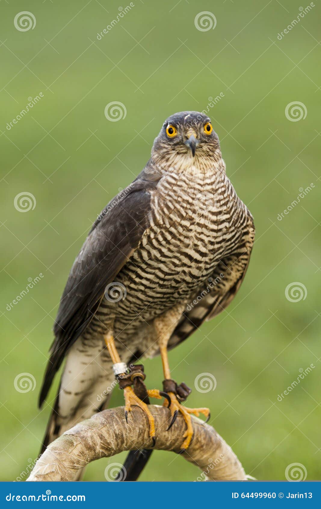 Falke-Vogel stockfoto. Bild von tier, vogel, jäger, feder - 64499960