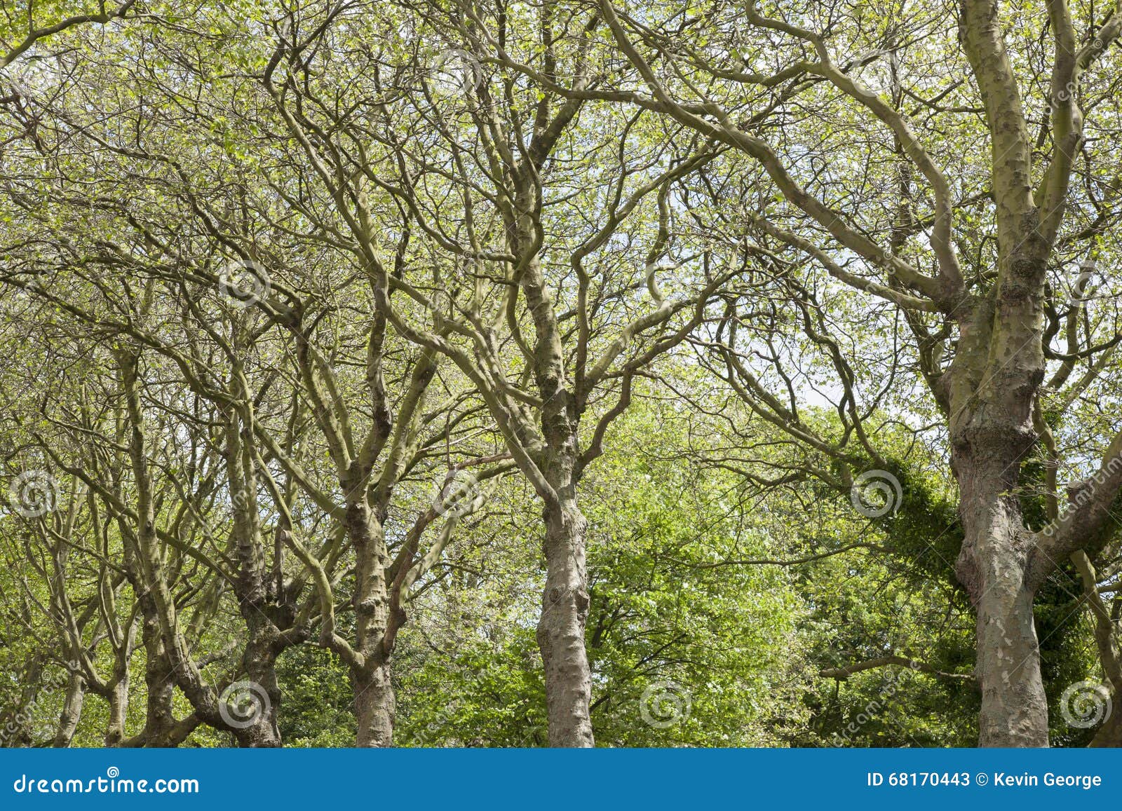 Falkner Square; Liverpool; England Stock Image - Image of urban, square ...