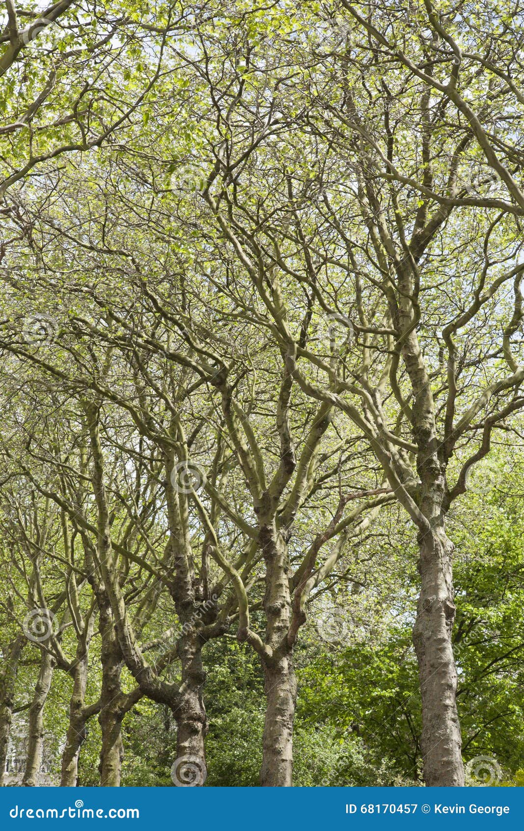 Falkner Square; Liverpool; England Stock Image - Image of lamppost ...