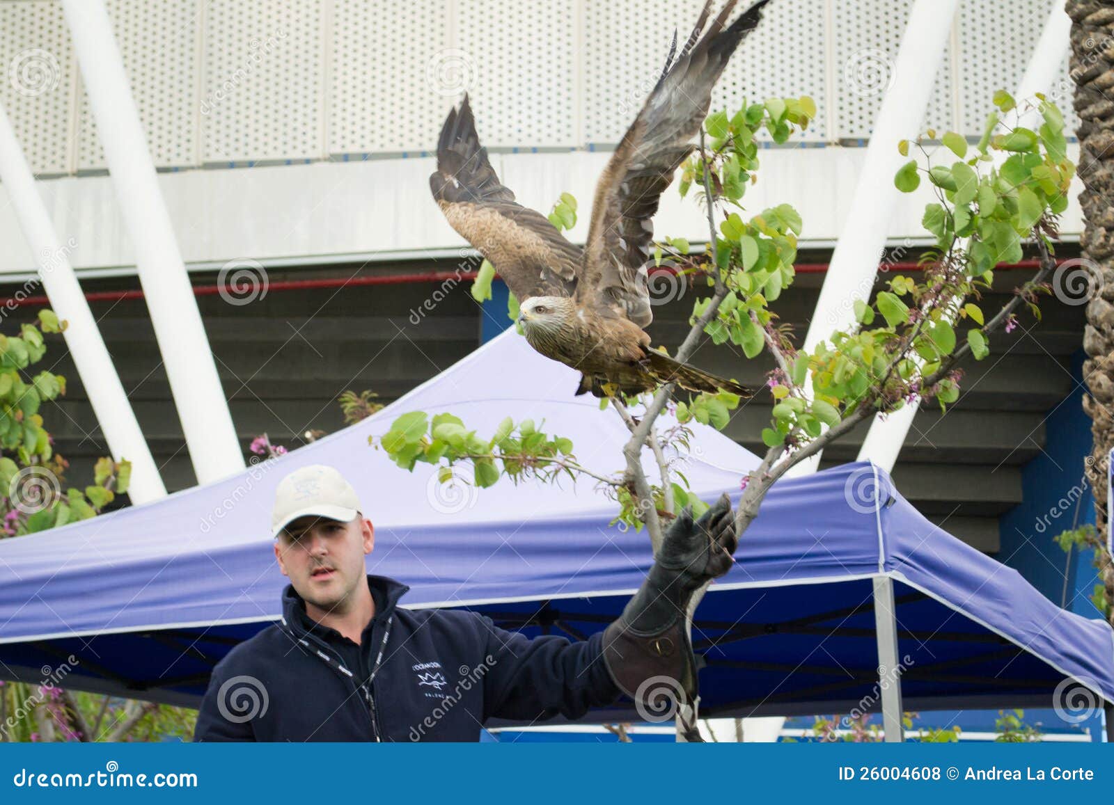Falkner und der Falke redaktionelles stockfoto. Bild von falke - 26004608