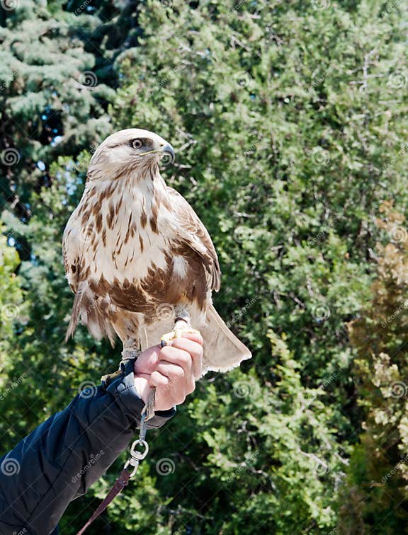 Falkon sitting on hand stock image. Image of feathers - 19498183