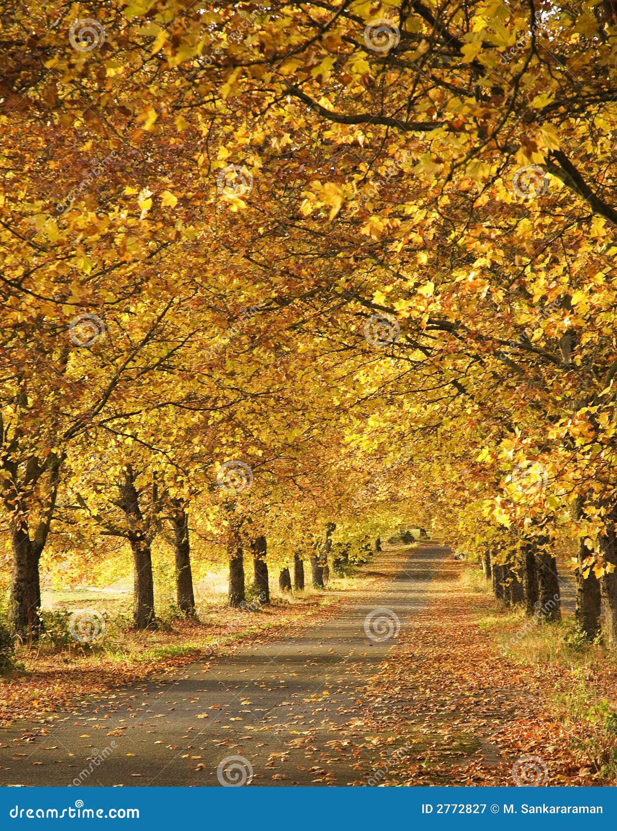 Fall 001 stock image. Image of bright, perspective, foliage - 2772827