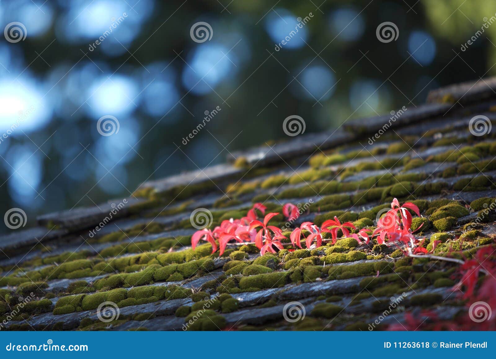 Fall stock photo. Image of house, autumn, roof, moos - 11263618