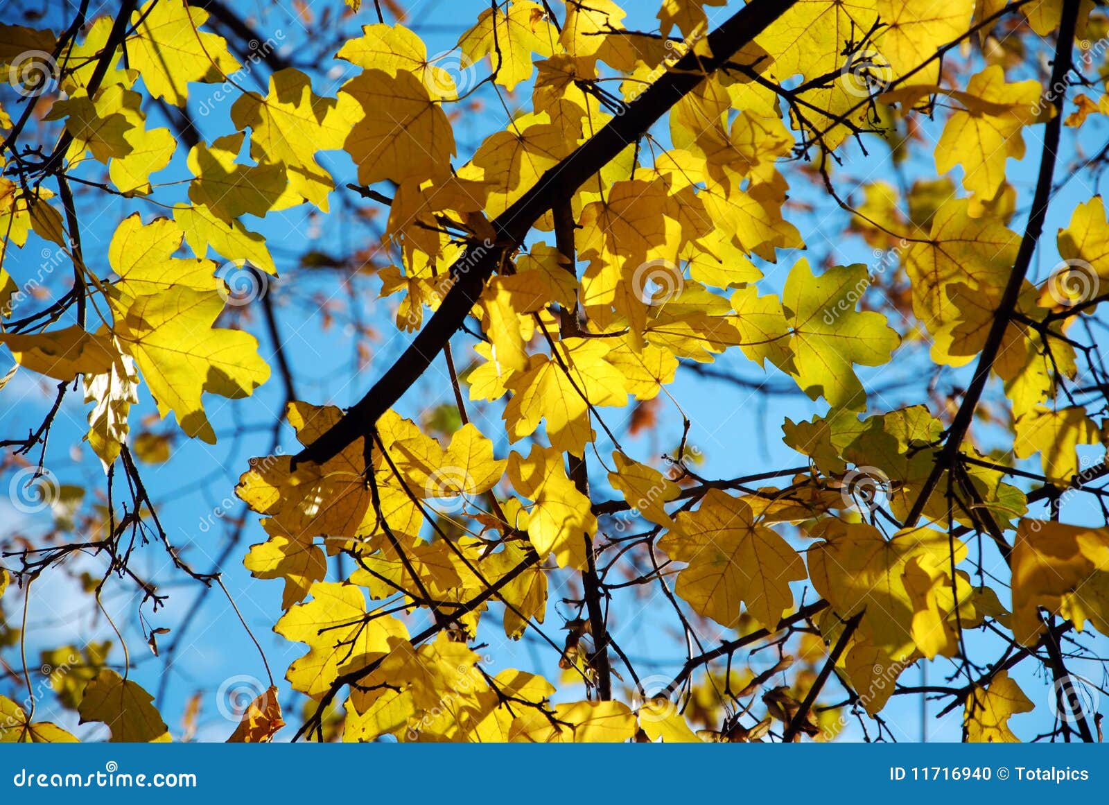 Fall stock photo. Image of blue, maple, leaf, forest - 11716940