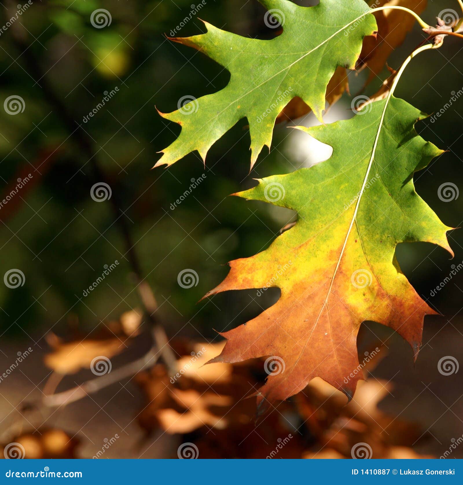 Fall stock image. Image of autumn, leaf, nature, setting - 1410887