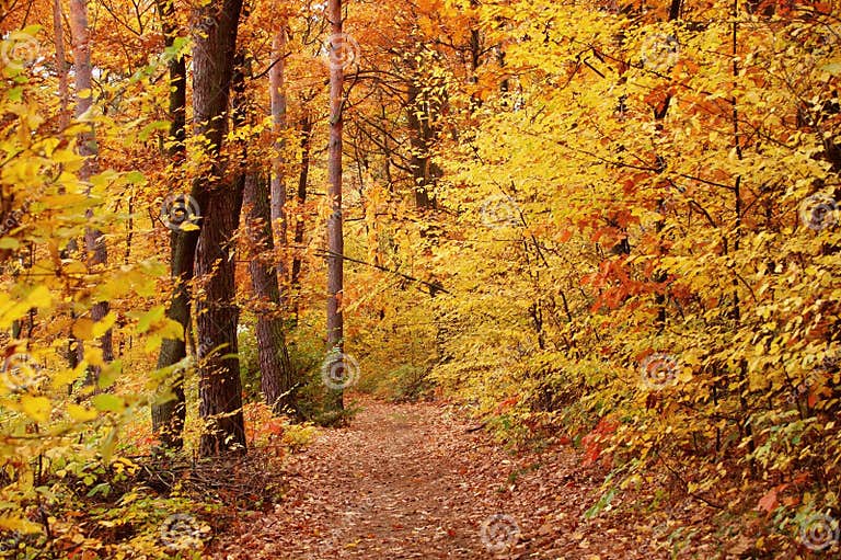 Fall stock photo. Image of autumn, landscape, brown, seasons - 242394