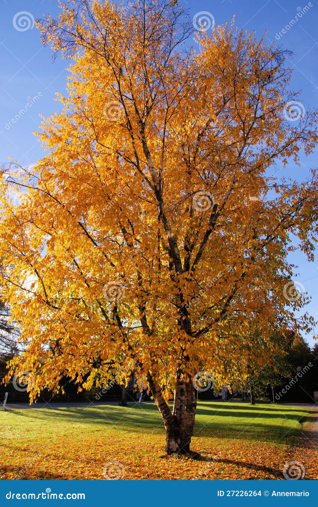 Autumn tree stock photo. Image of brown, gardens, leaves - 27226264