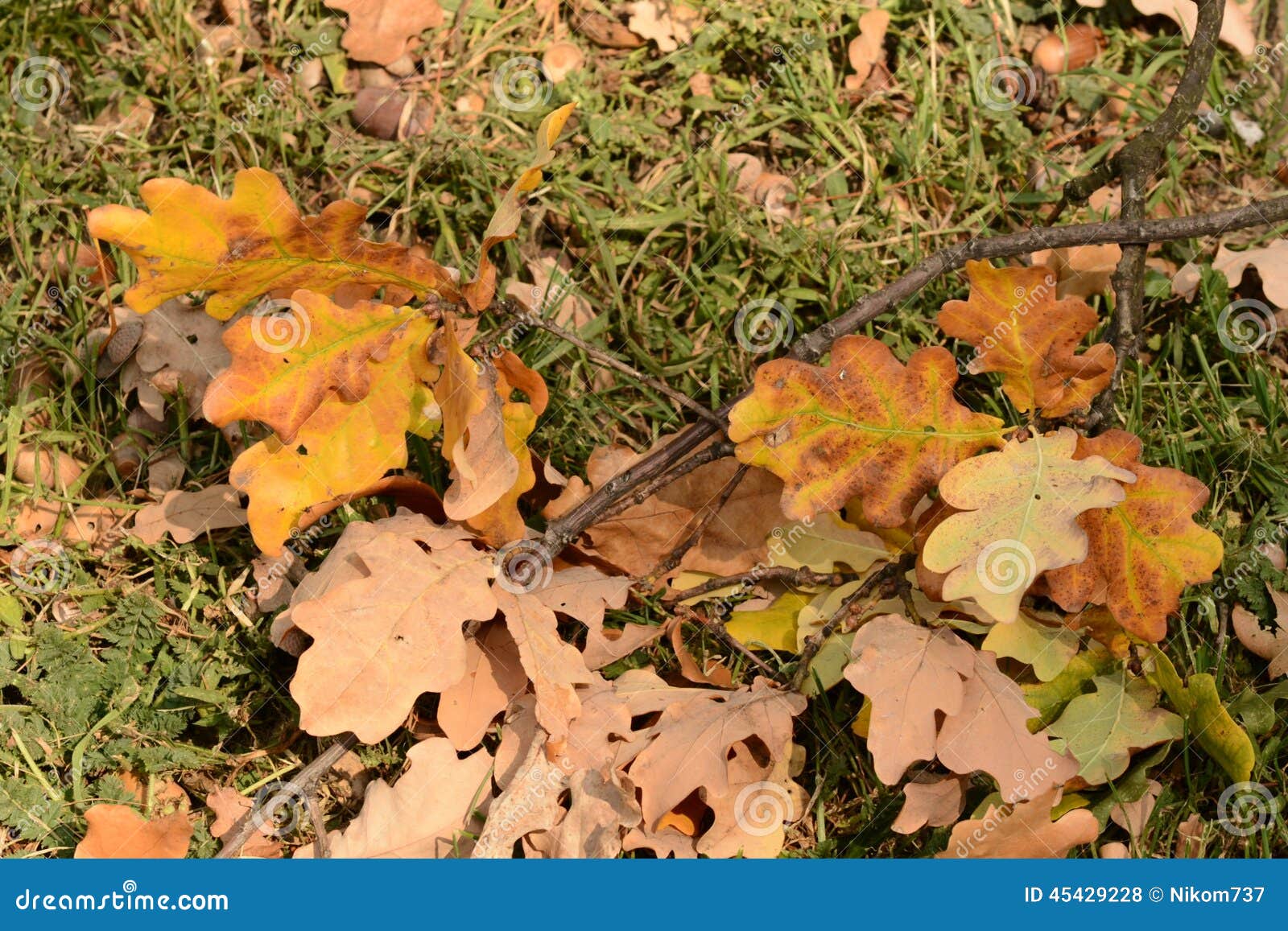 Fall stock photo. Image of autumn, fall, symbol, nature - 45429228