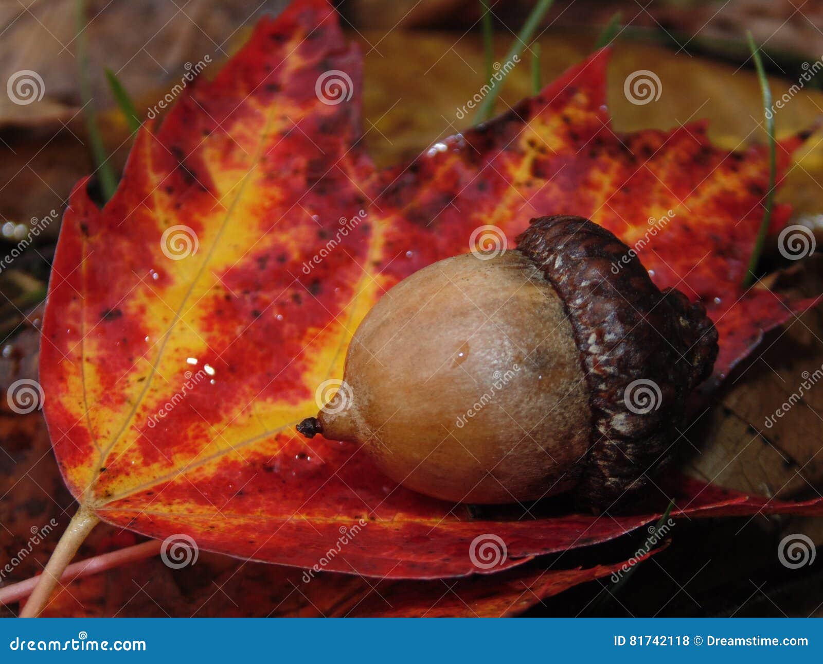 Fall acorn stock photo. Image of fall, acorn, maple, autumn - 81742118