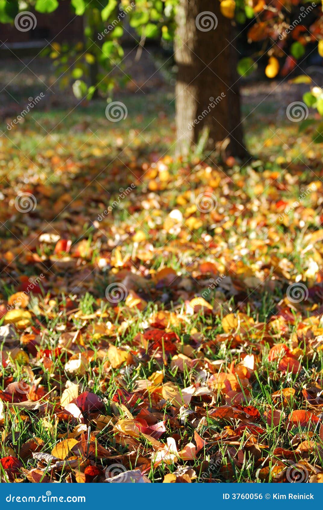 Fall afternoon stock photo. Image of natural, happiness - 3760056