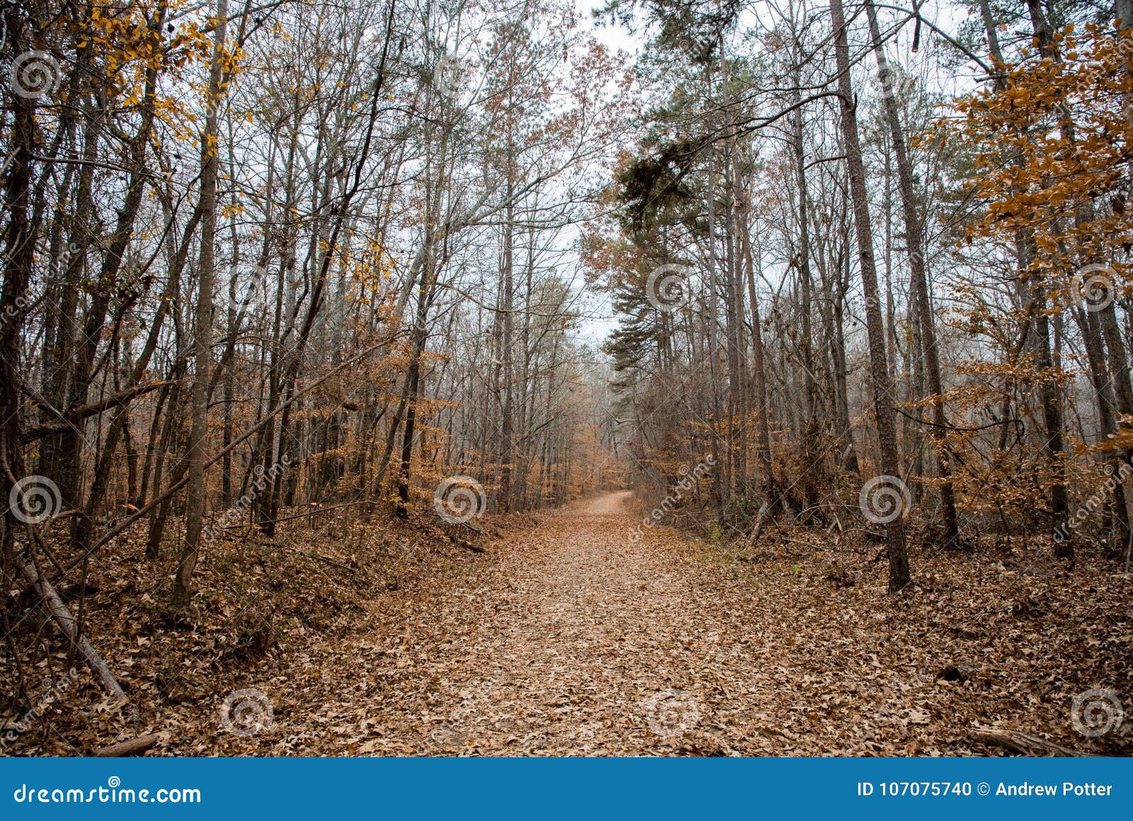 Trail in the Clemson Experimental Forrest Stock Photo - Image of ...