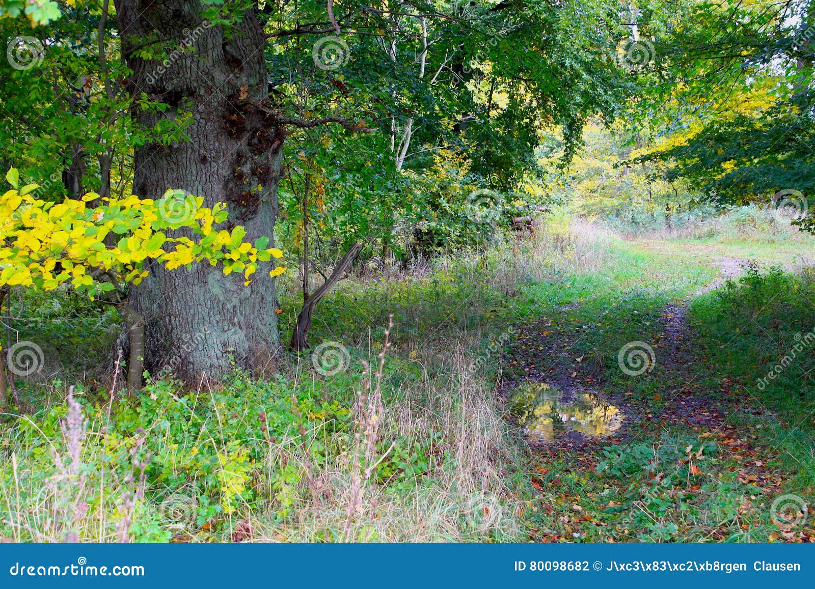 Fall ahead stock photo. Image of beautiful, floor, forest - 80098682