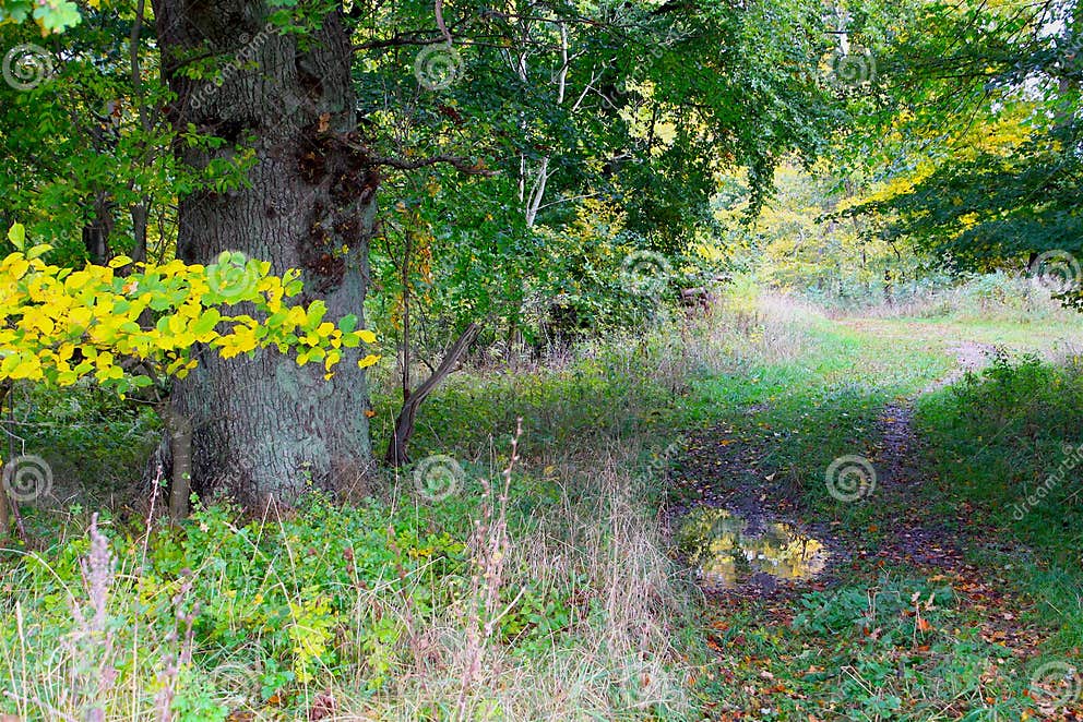 Fall ahead stock photo. Image of beautiful, floor, forest - 80098682