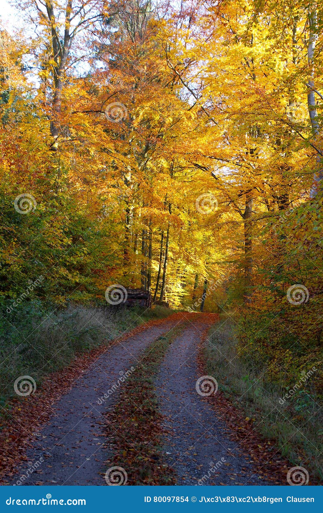 Fall ahead in November stock photo. Image of avenue, maroon - 80097854