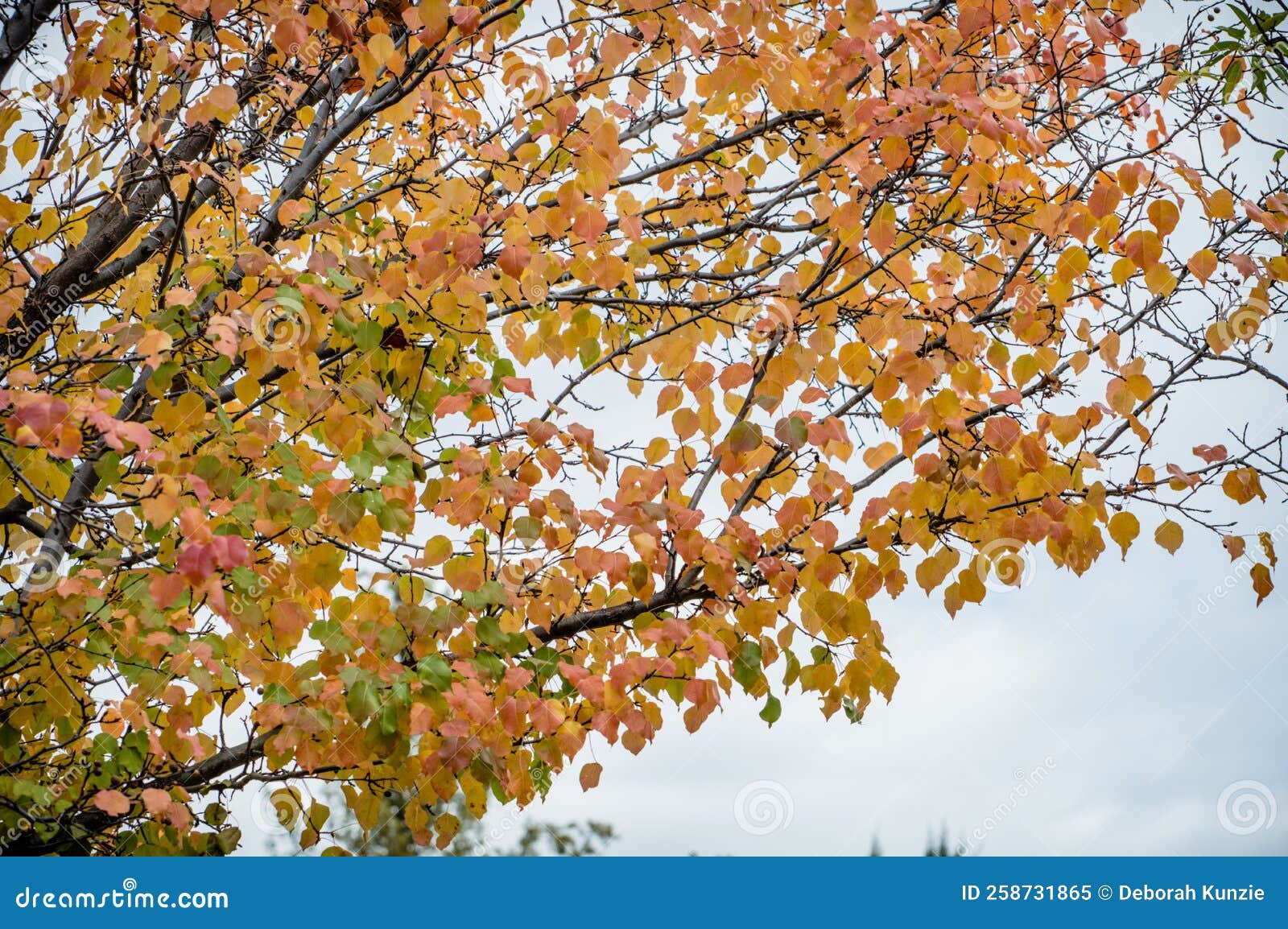 Fall in the Air it is Autumn Time Stock Image - Image of colorful ...