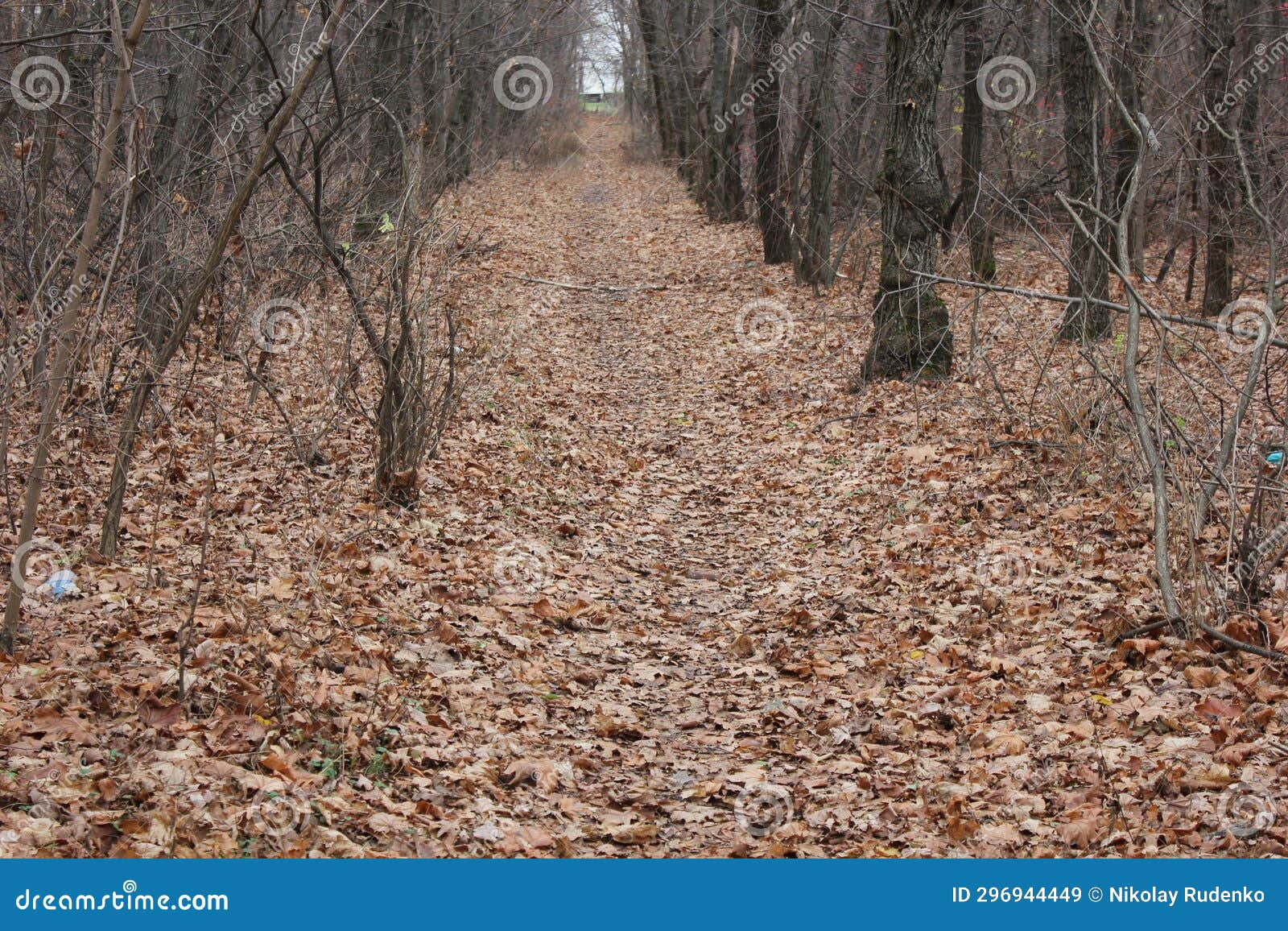 Fall Alley in Cultivated Forest Stock Image - Image of trunk, fallen ...