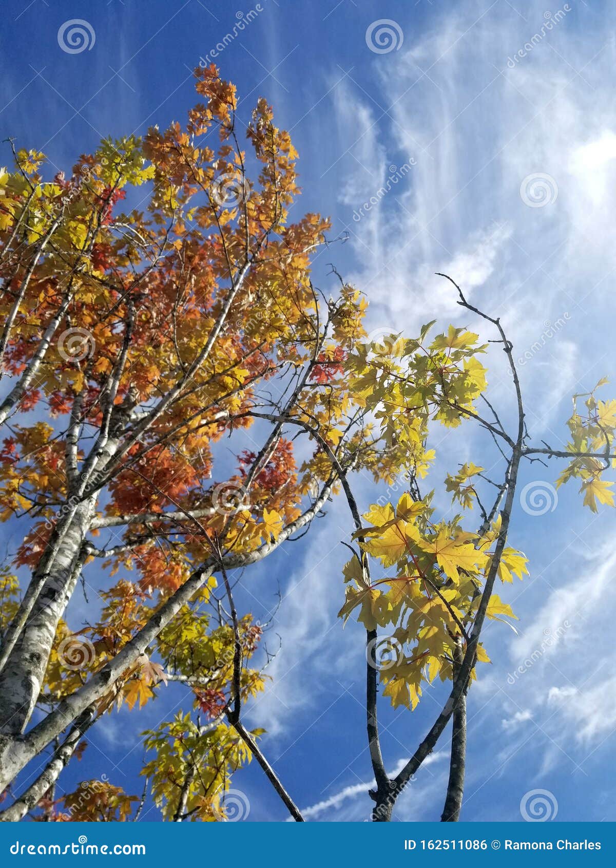Fall at another angle stock photo. Image of leaves, angle - 162511086