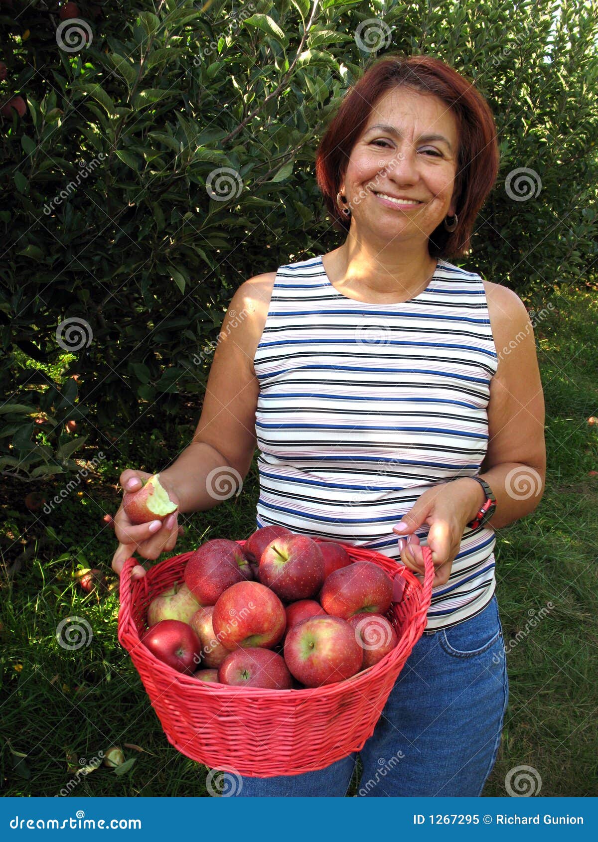Fall Apple Harvest stock image. Image of snack, brown - 1267295