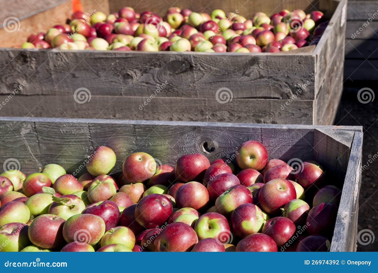 Fall Apple Harvest stock photo. Image of picking, horticulture - 26974392