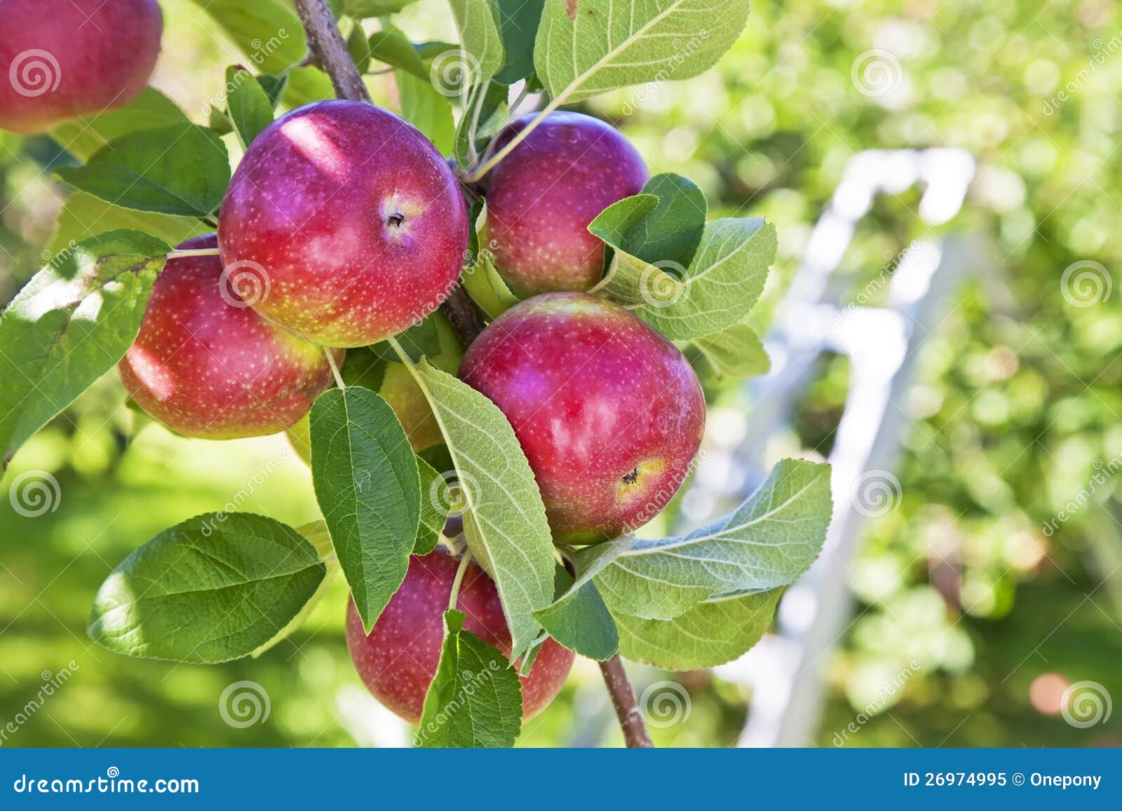 Fall Apple Harvest stock image. Image of farming, basket - 26974995