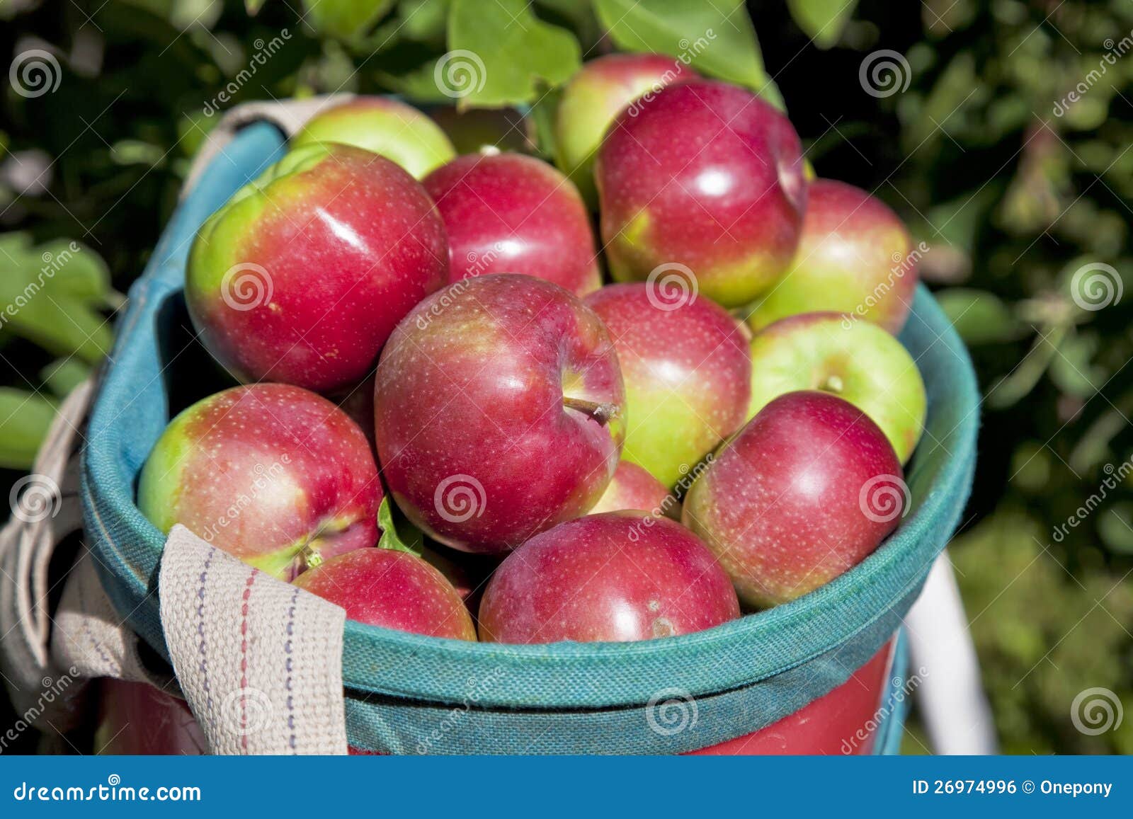 Fall Apple Harvest stock photo. Image of growth, branch - 26974996