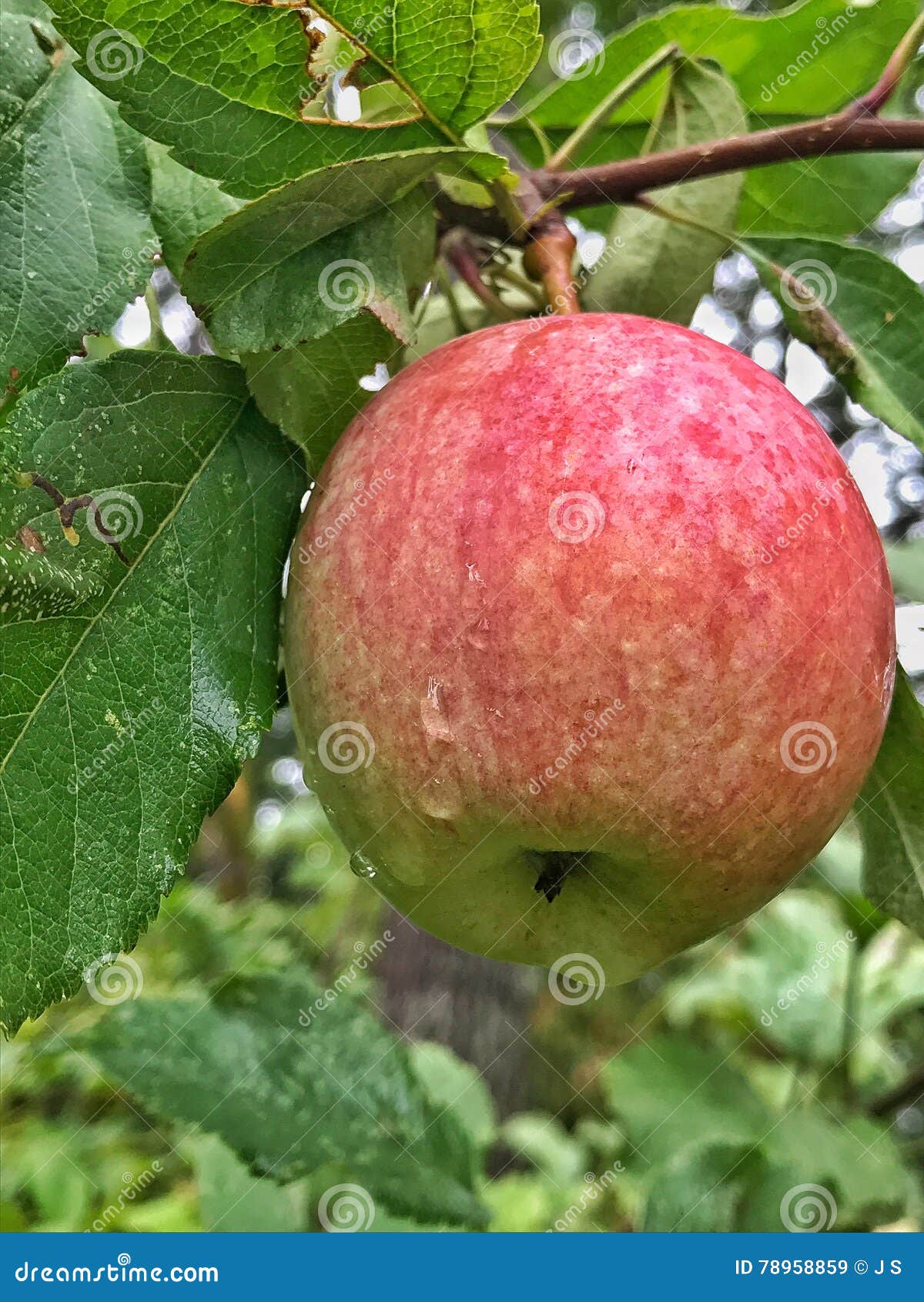 Fall Apple stock image. Image of apple, tree, rain, fall - 78958859
