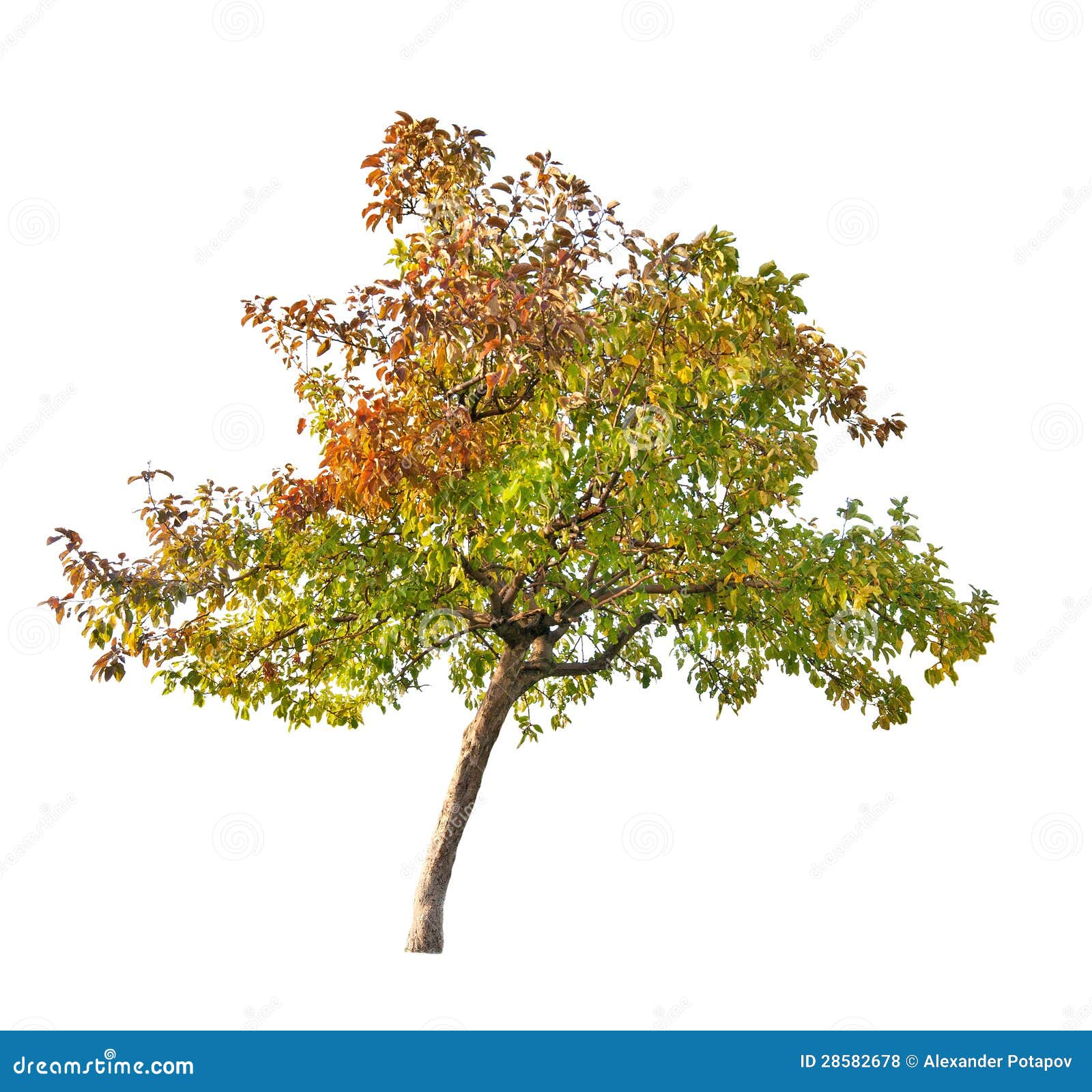 34,089 Fall Apple Tree Photos - Free & Royalty-Free Stock Photos from ...