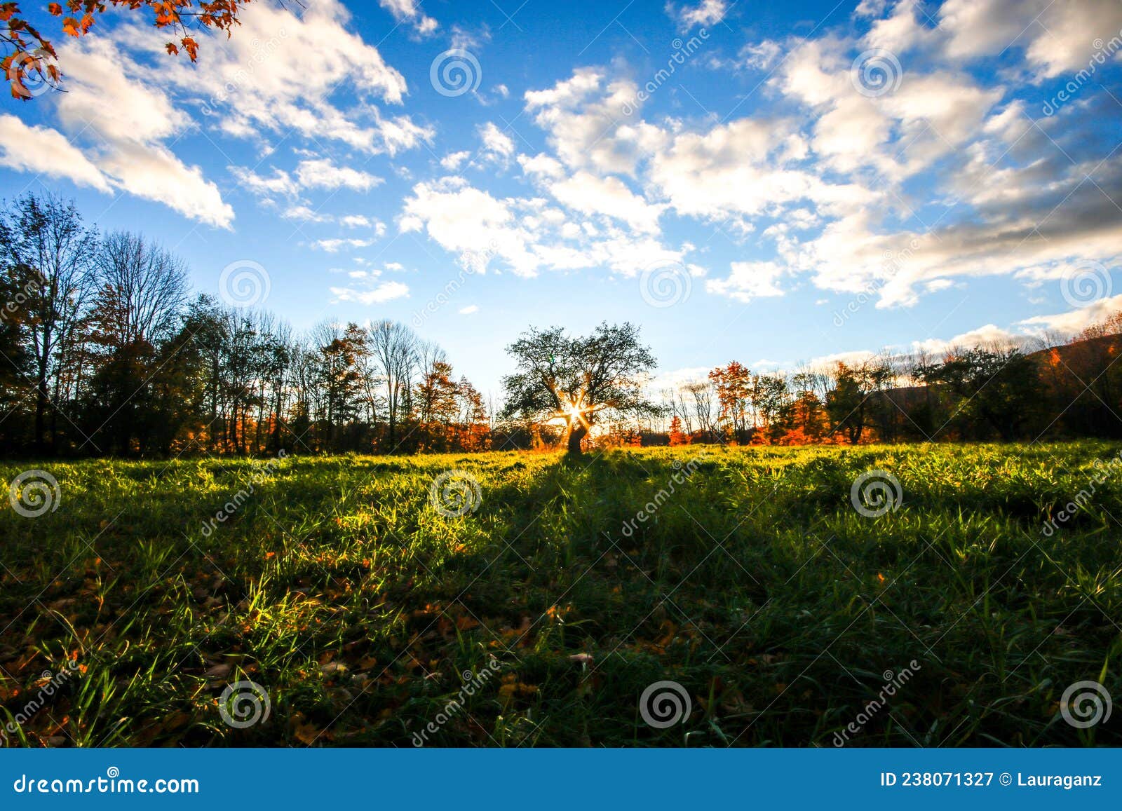 Fall Apple Tree with a Sunburst Stock Image - Image of landscape, tree ...