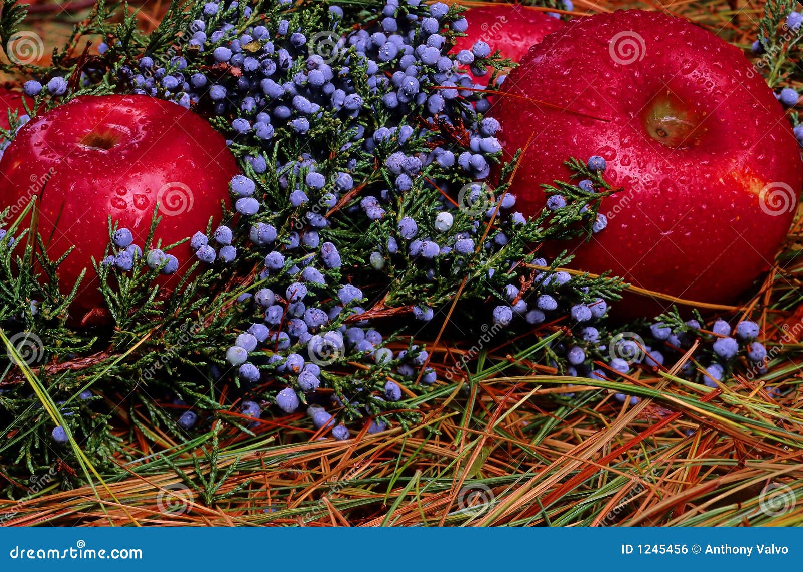Fall Apples stock photo. Image of apples, fall, apple - 1245456