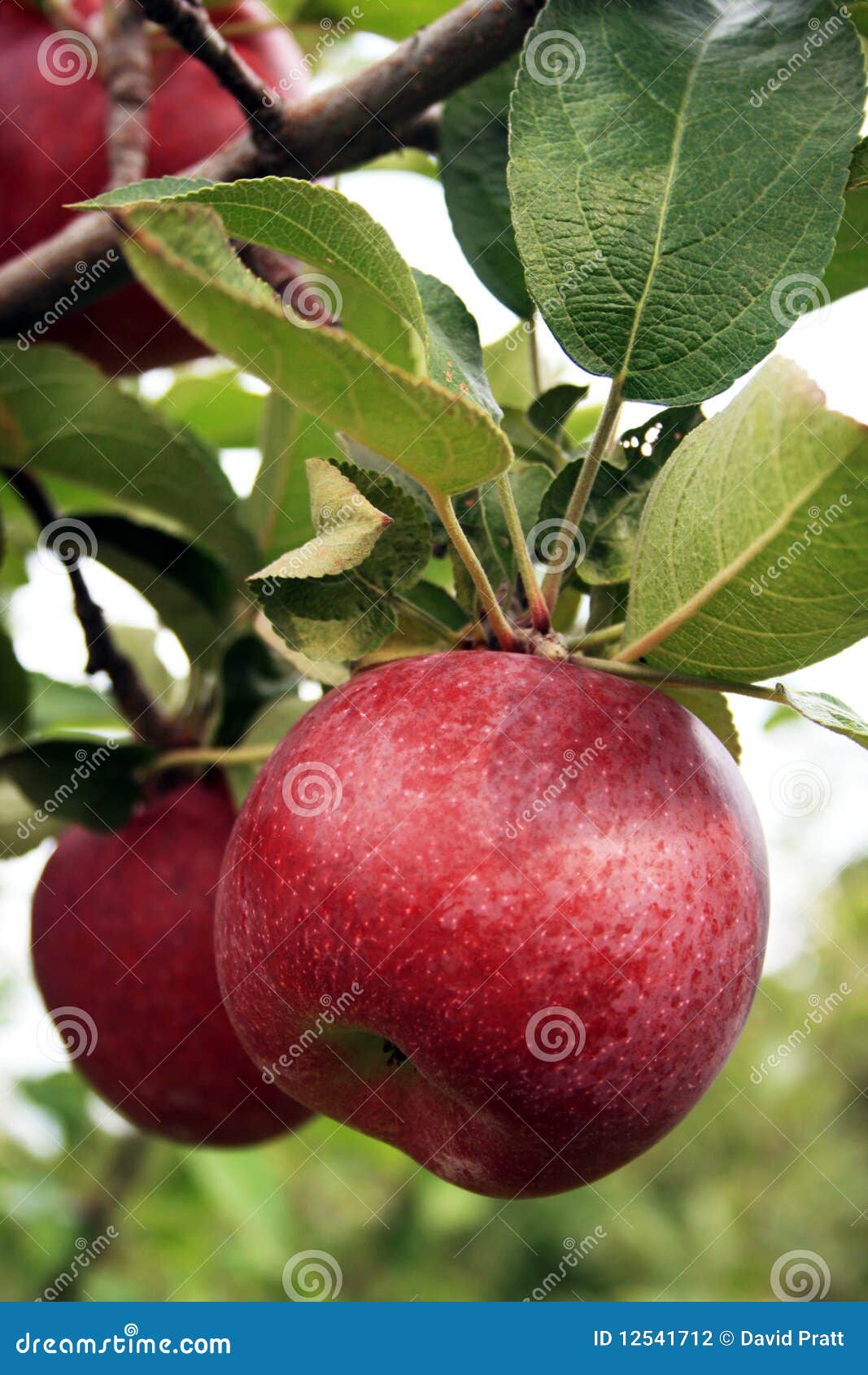 Fall Apples stock photo. Image of macs, massachusetts - 12541712