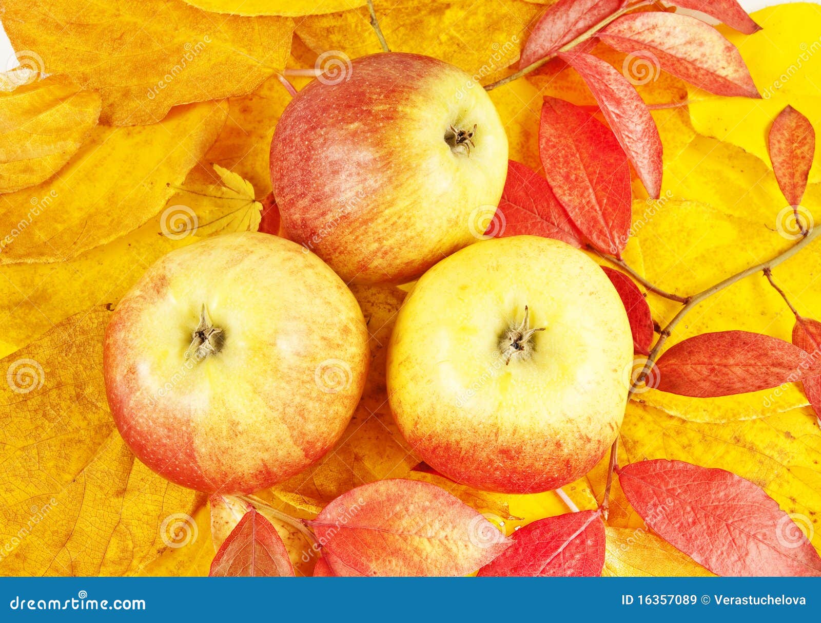 Fall apples stock image. Image of harvest, gold, color - 16357089
