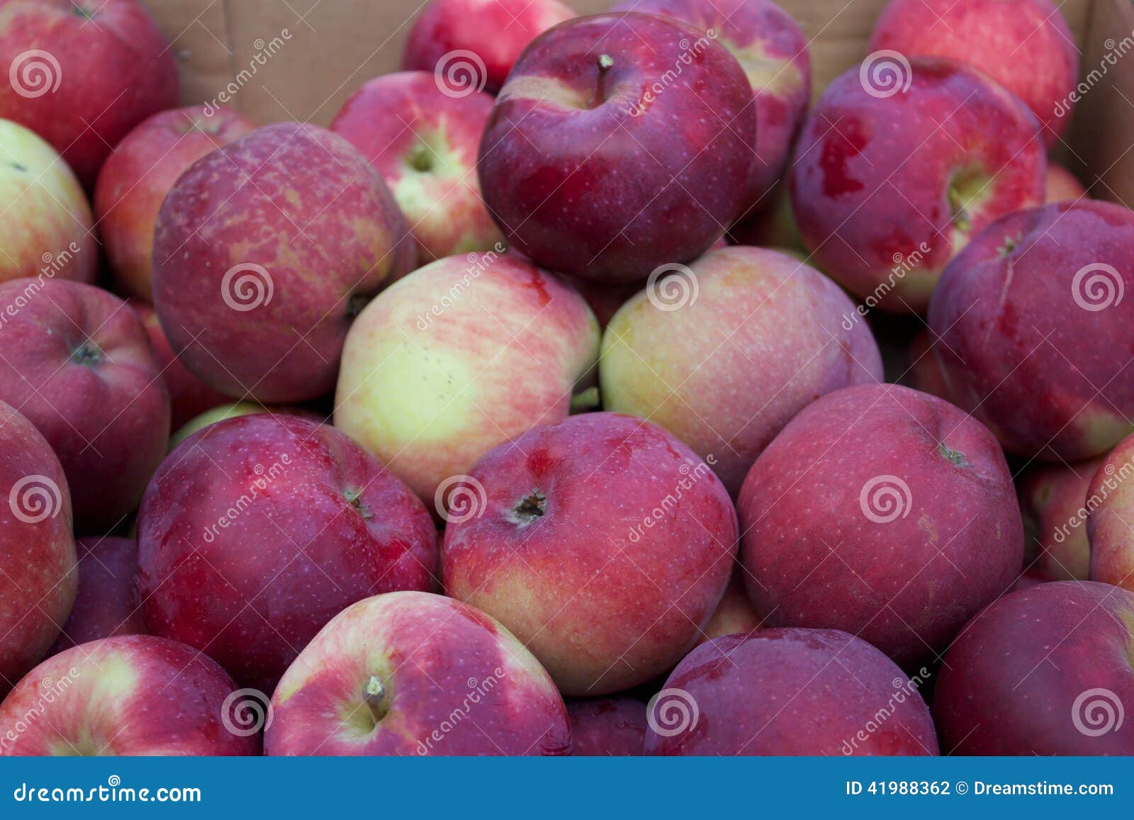 Fall Apples stock photo. Image of handpicked, sweet, fresh - 41988362