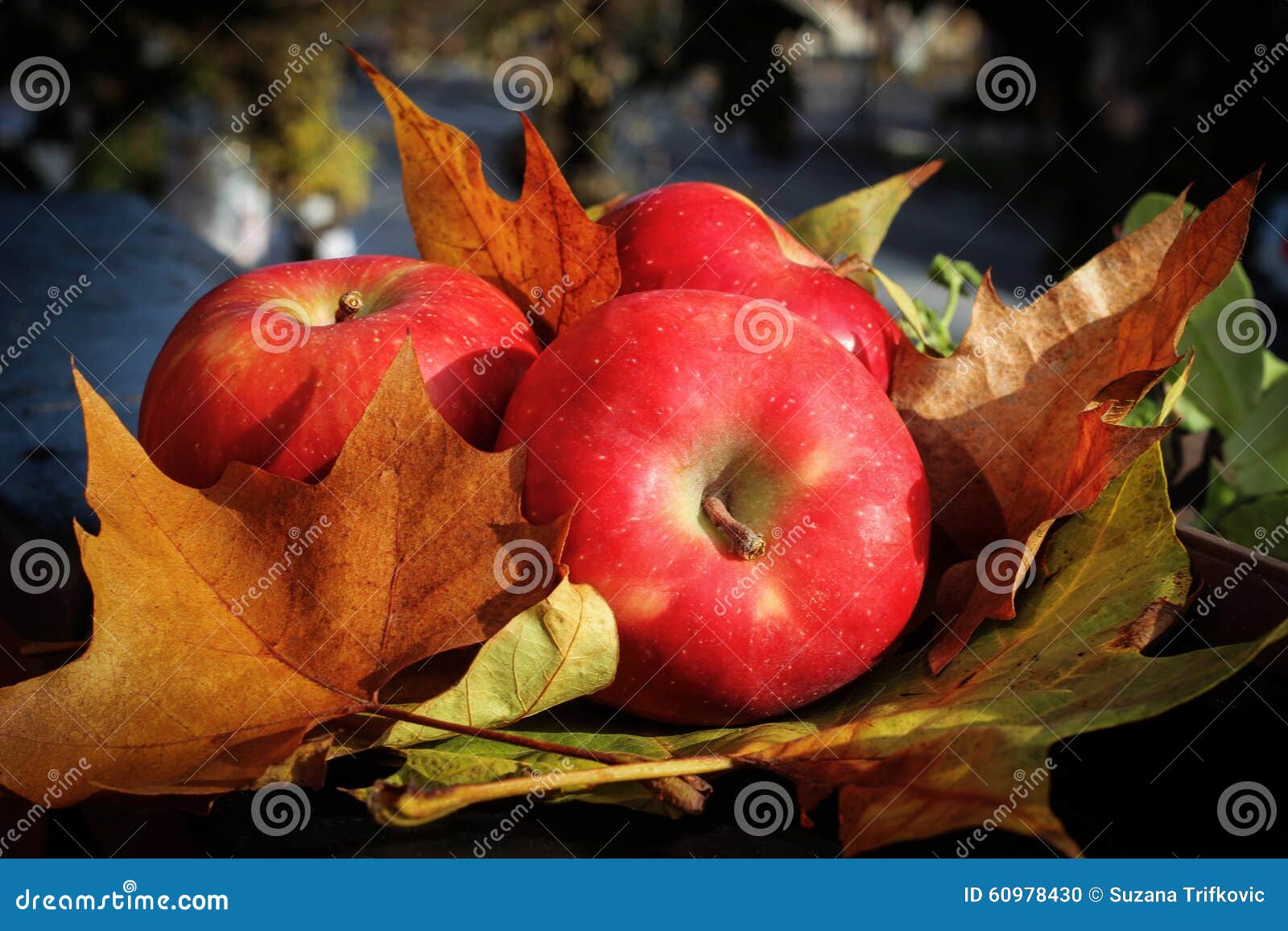 Fall apples stock photo. Image of autumn, nutrition, season - 60978430