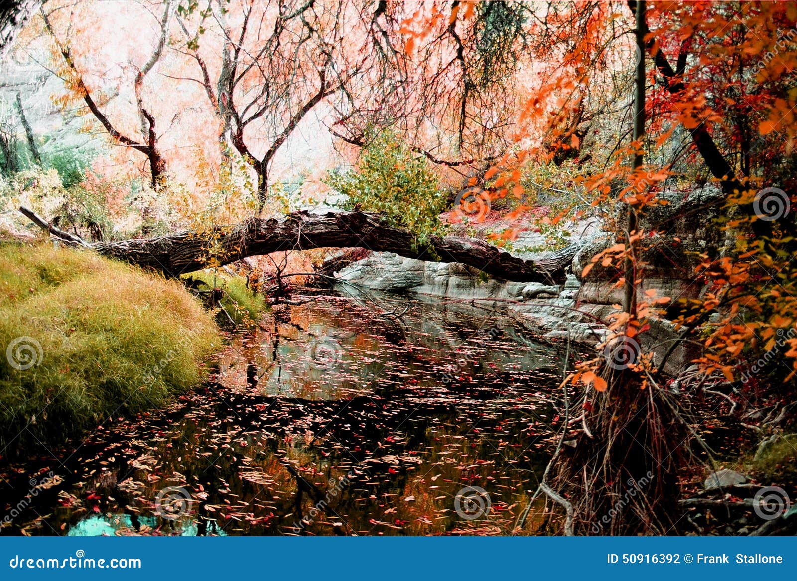 Fall in Arizona stock photo. Image of desert, wildnerness - 50916392