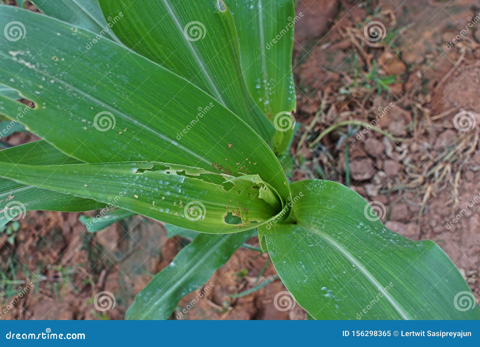 Fall Army Worm Damage on Corn Stock Image - Image of fresh, leaf: 156298365