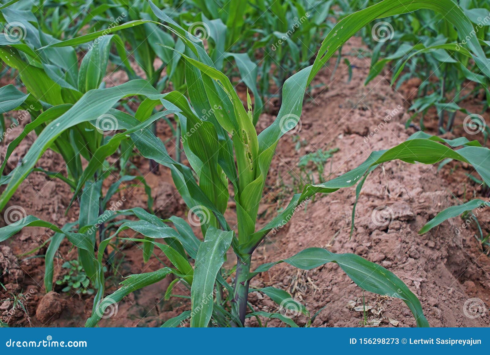 Fall Army Worm Damage on Corn Stock Image - Image of pest, plough ...