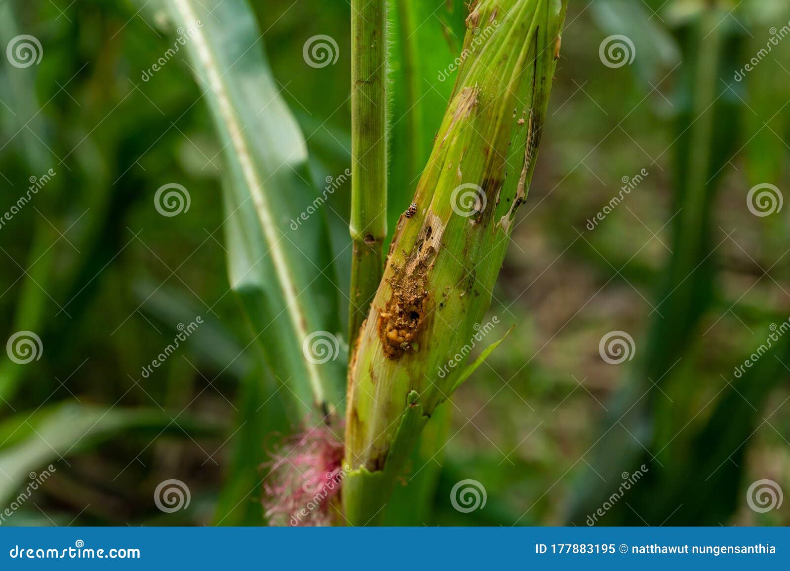 Fall Armyworm on Damaged Corn with Excrement Stock Image - Image of ...
