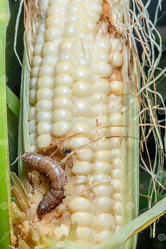 Fall Armyworm on Damaged Corn with Excrement Stock Photo - Image of ...