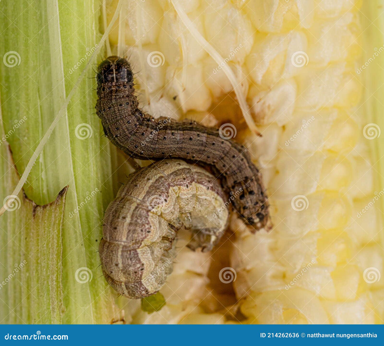 Fall Armyworm on Damaged Corn with Excrement. Stock Photo - Image of ...
