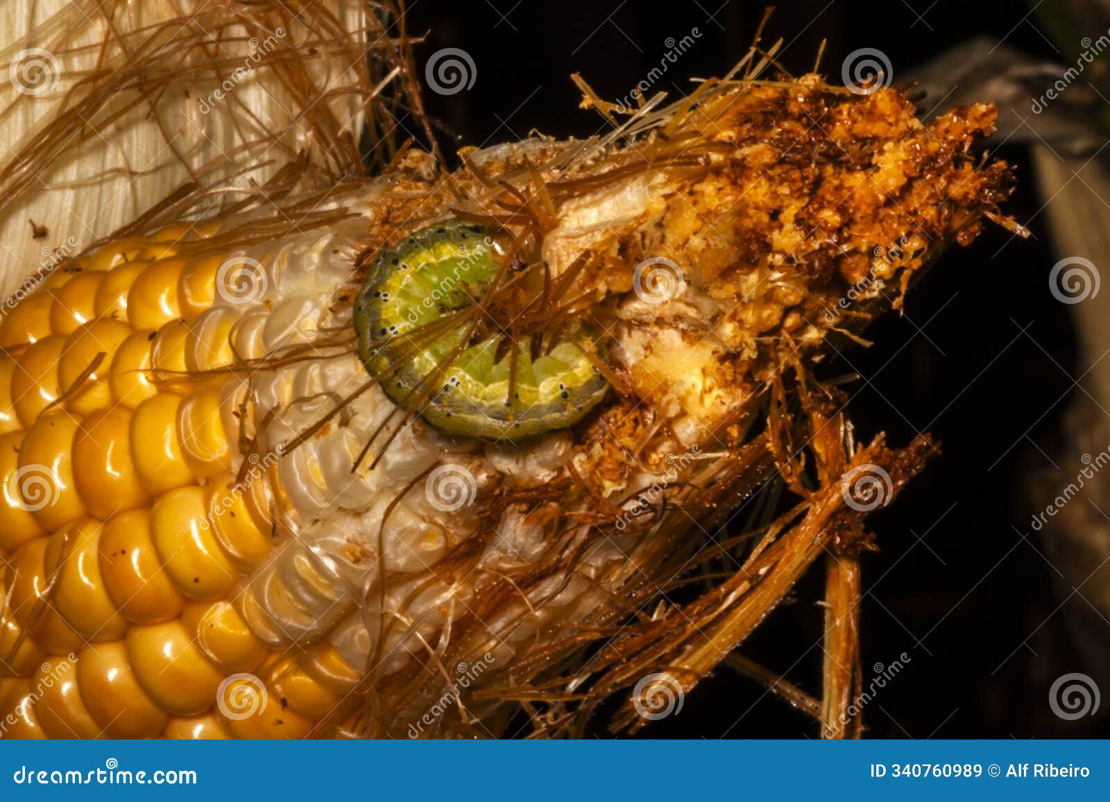 Fall Armyworm Pests Damage the Ear Corn on Field Stock Image - Image of ...