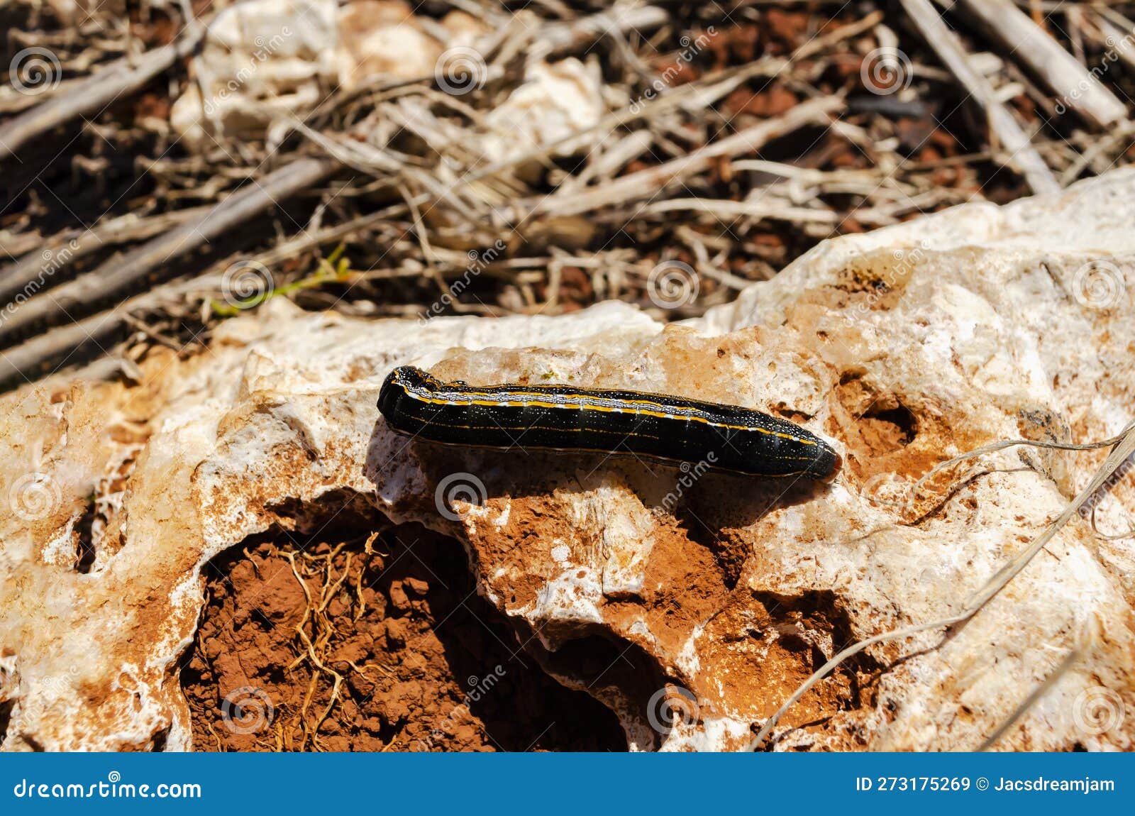Fall Armyworm on Rock stock image. Image of outdoors - 273175269