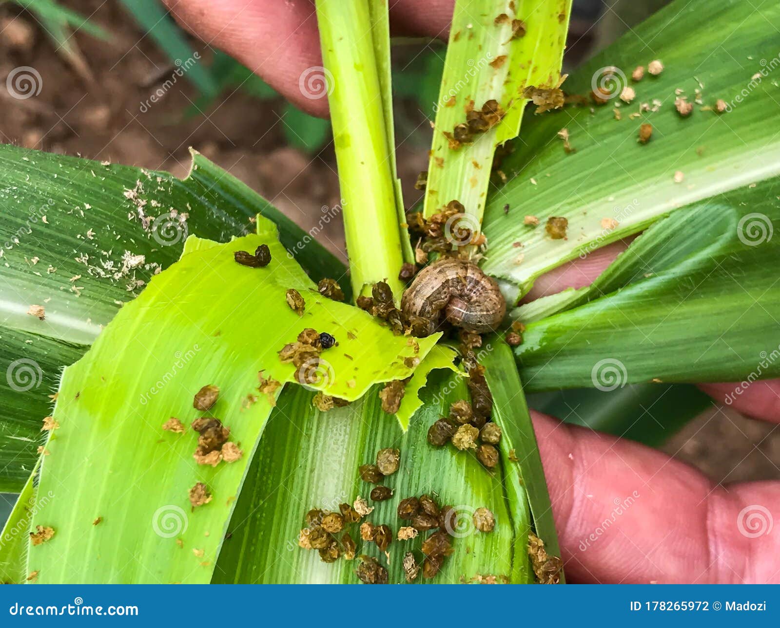 Fall Armyworm Spodoptera Frugiperda (Smith 1797) On The Corn Leaf Stock ... Fall Armyworm Spodoptera Frugiperda (Smith 1797) On The Corn Leaf Stock ...